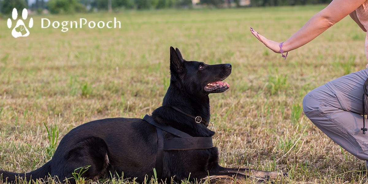 7 Dog Commands to Transform Out-of-Control Dog | DognPooch